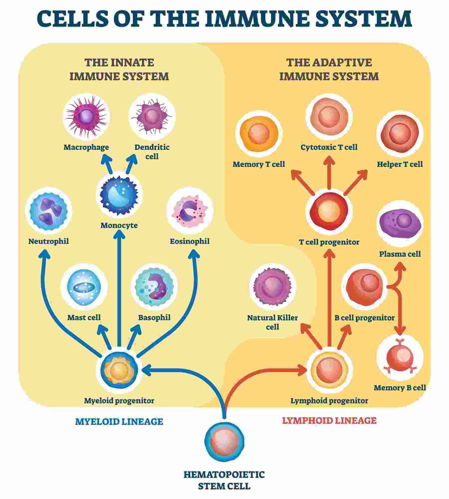 Activate Your Vagus Nerve to Improve Immune Function and Health