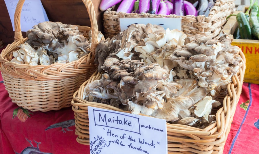 Mushrooms - What is The Hype? Part Two