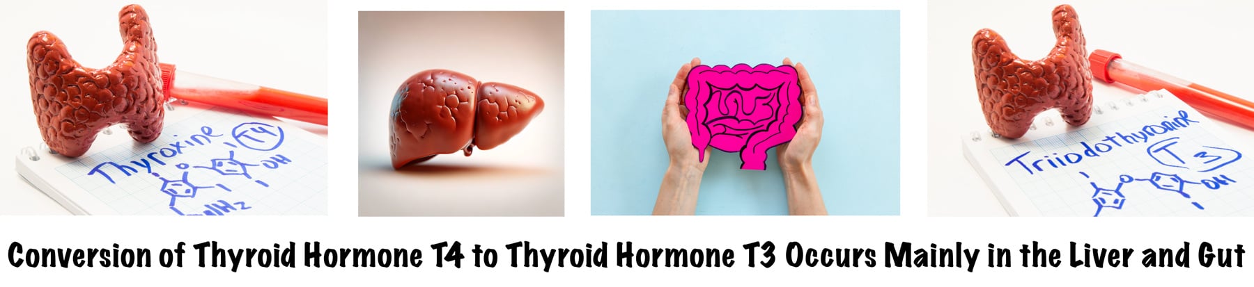 6 Factors Which Can Affect The Conversion of T4 to T3