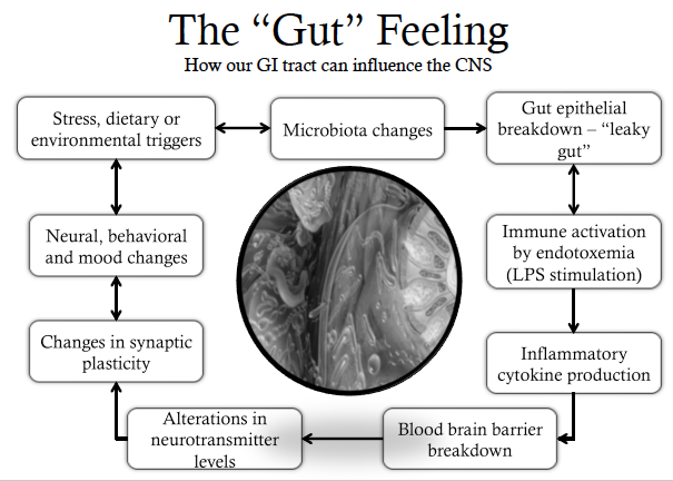 The Gut-Brain Connection Is Important for Mental Health and More